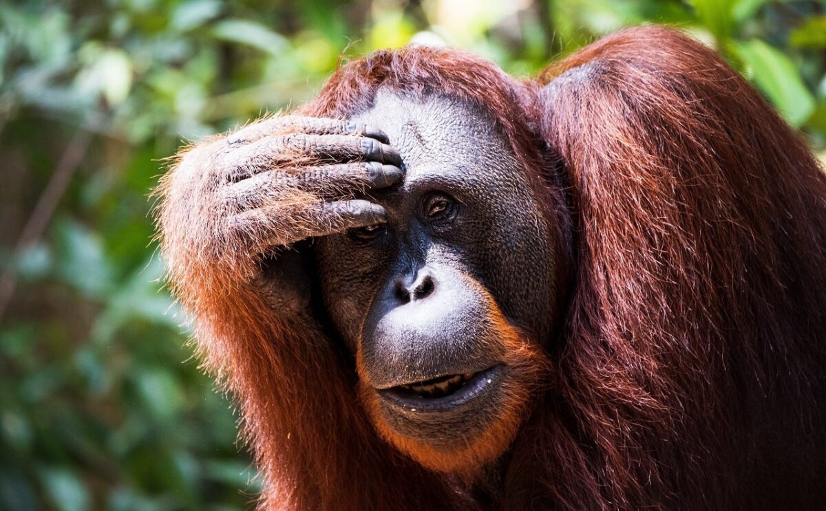 Majmun se najeo čarobnih gljiva… I tako je nastao čovjek